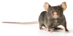 MPD: Mouse strain: C57BL/10ScSn-Dmd /J